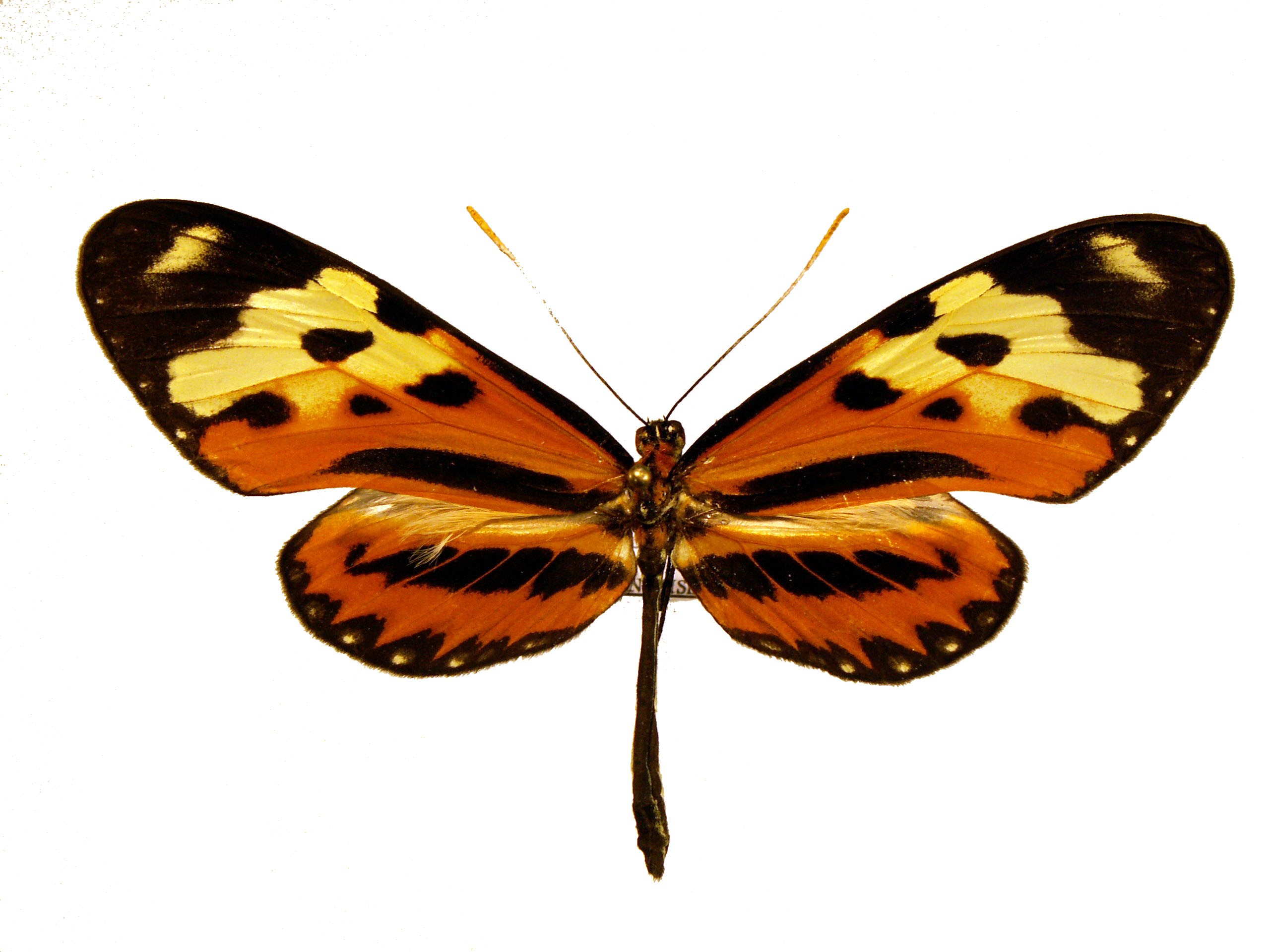 Ithomiinae - Cahurel Entomologie