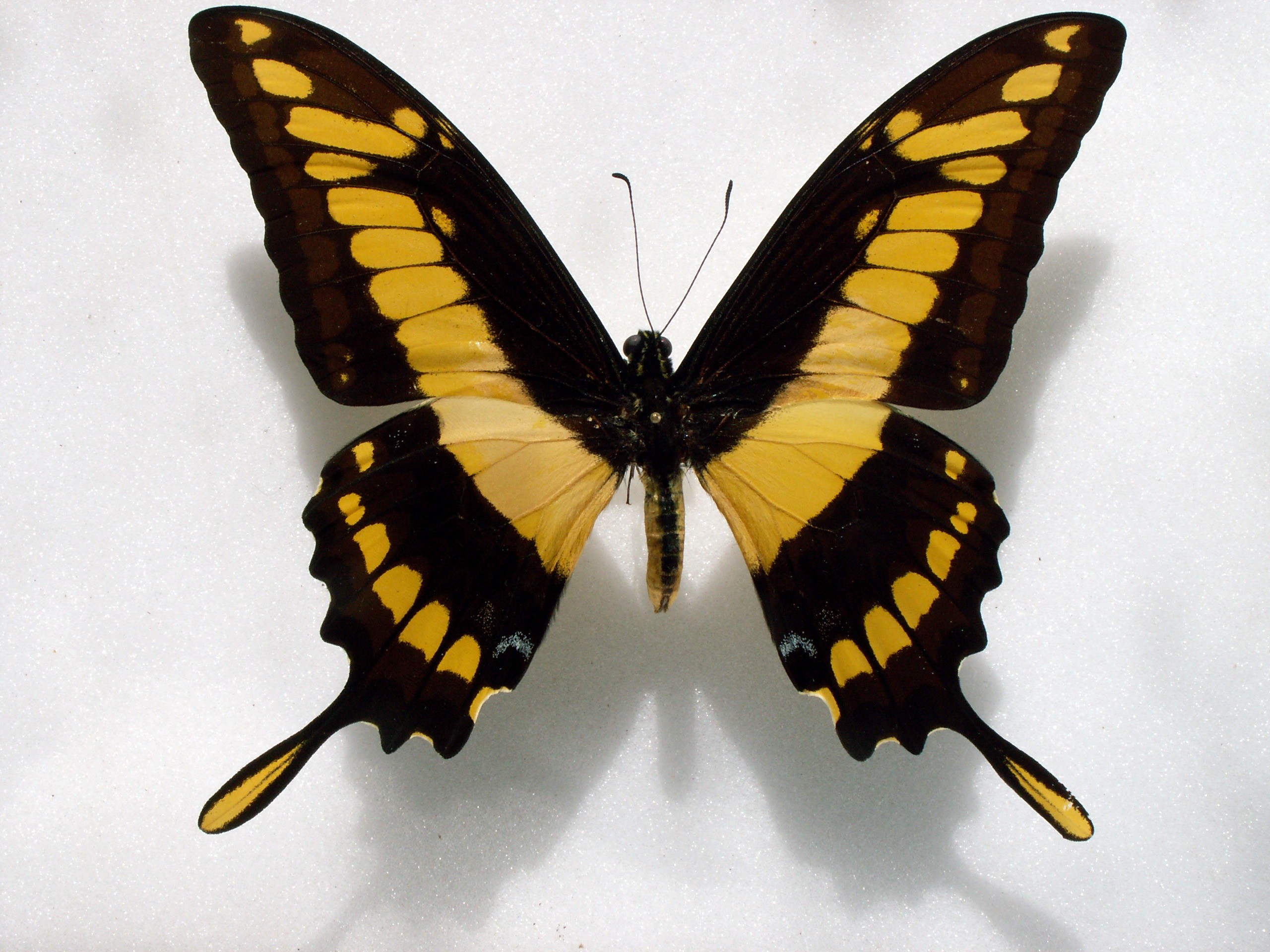 Papilionidae - Cahurel Entomologie