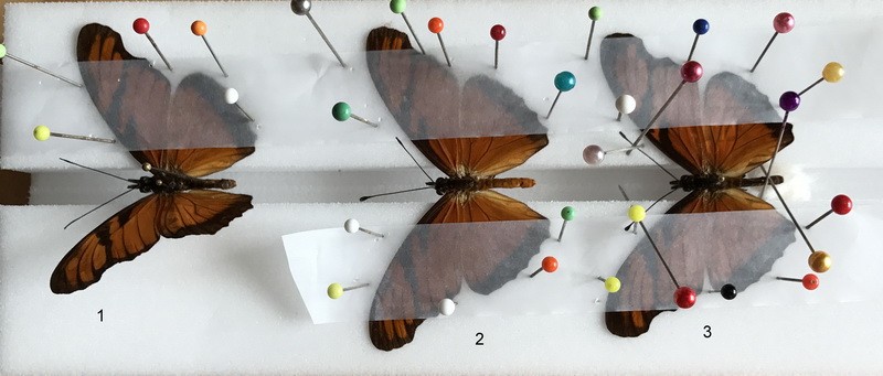 Préparation des papillons - Cahurel Entomologie